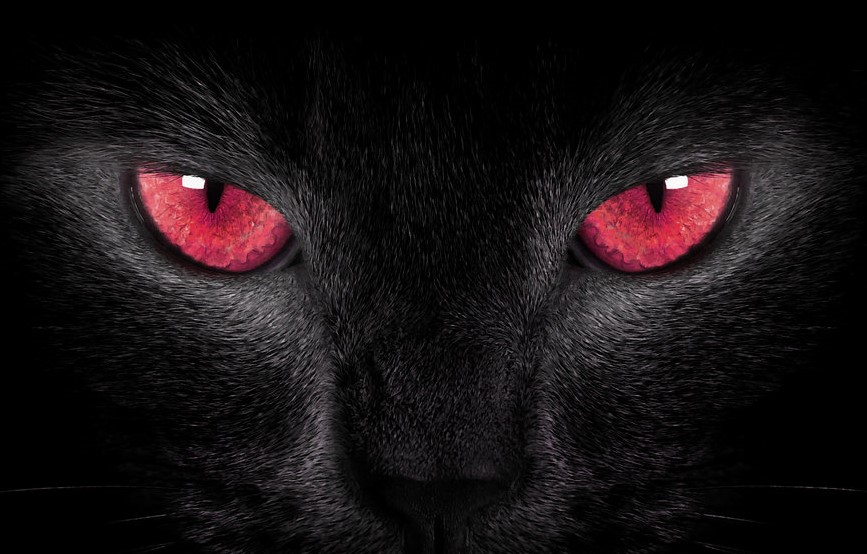 Rooi oog gedrog – blikkiesvis